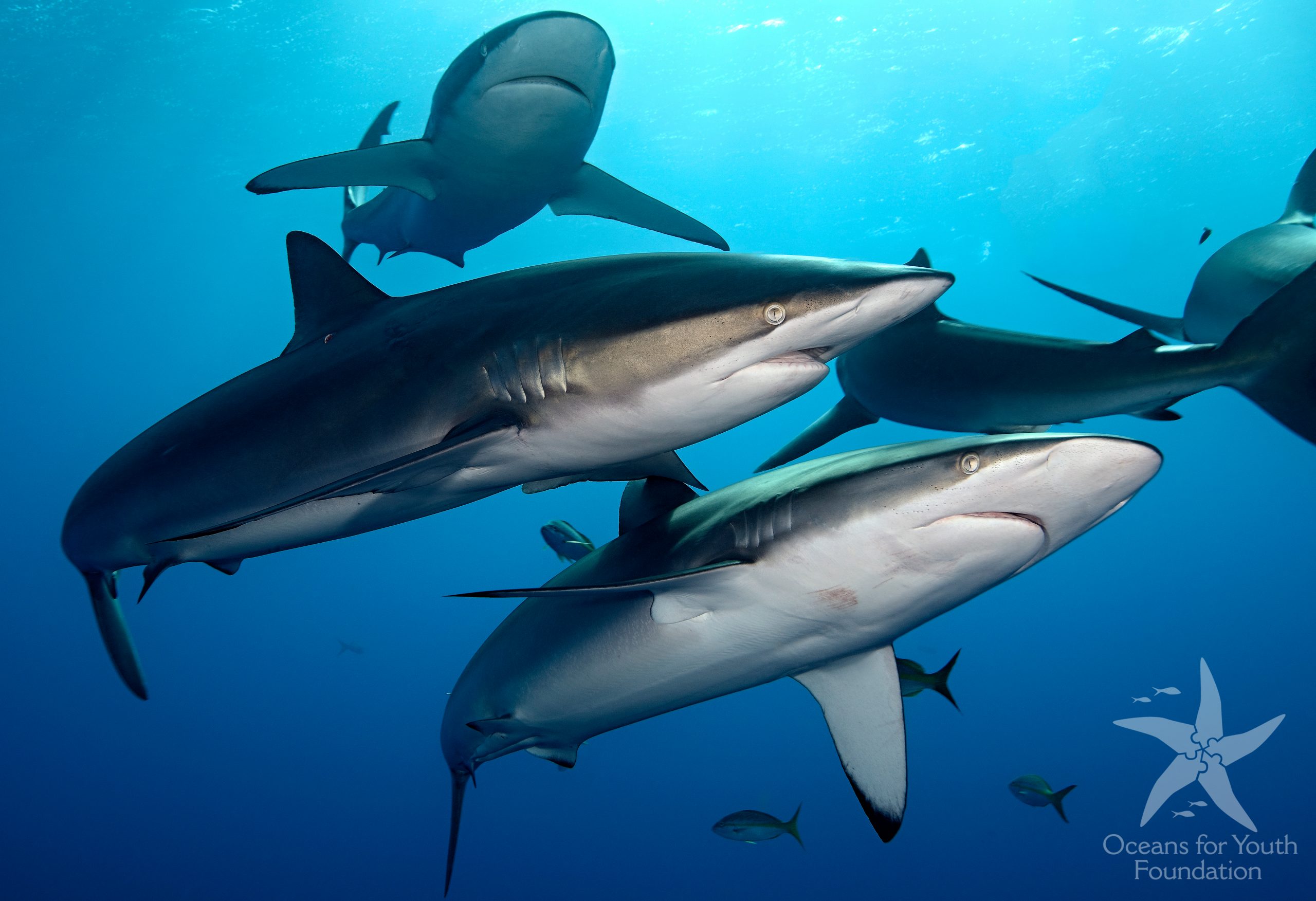 Conservation & Diving in Gardens of the Queen, Cuba - Aggressor Adventures