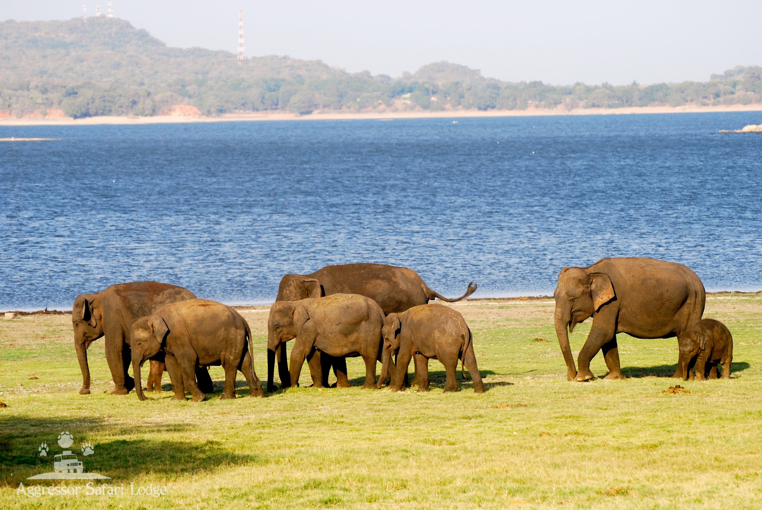 Sri Lanka Safari: Wilpattu National Park Wildlife Viewing - Aggressor ...