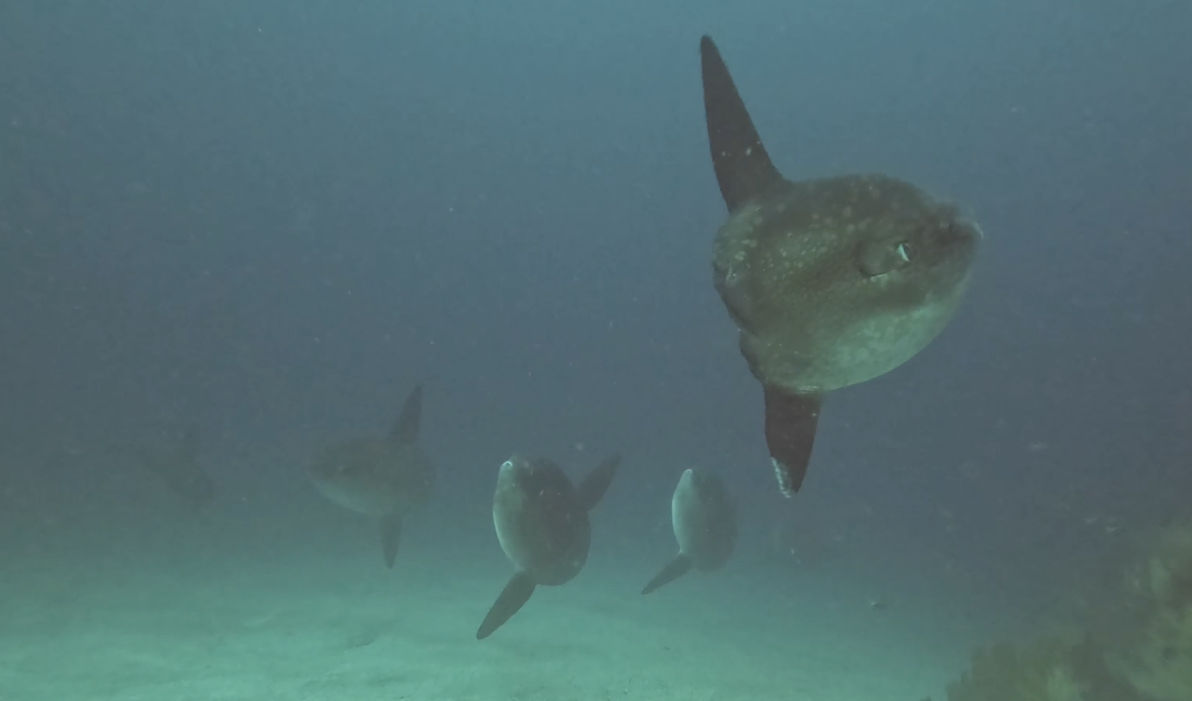 The Marvelous Mola Mola: A Deep Dive into the Oceanic Sunfish ...
