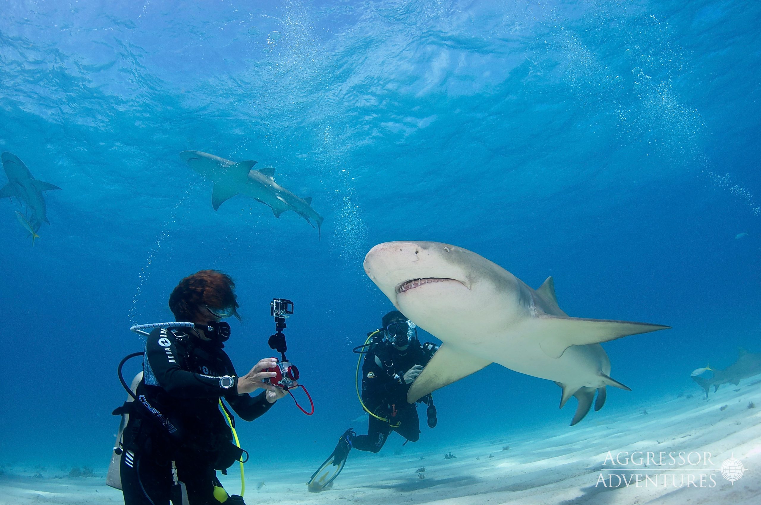 Bahamas Liveaboard Scuba Diving Vacation in the Caribbean - Aggressor ...