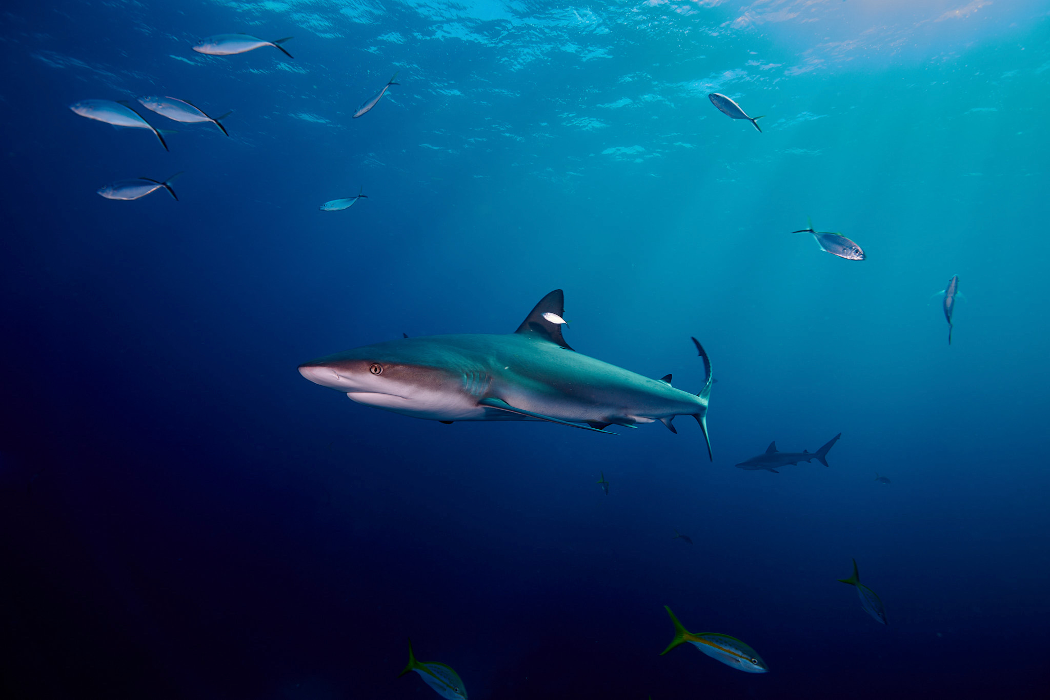 Experience Exuma Cays & Tiger Beach With The New Bahamas Aggressor II ...