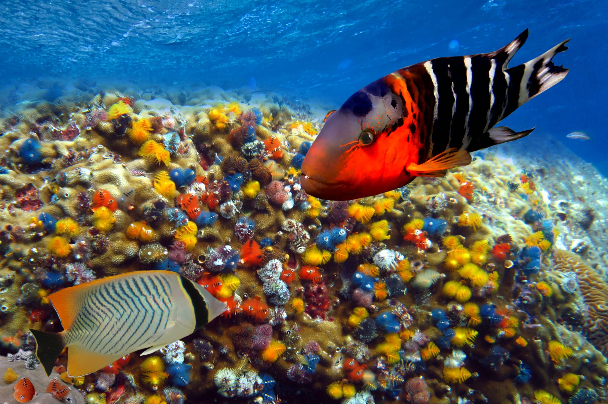The Christmas Tree Worm: Beautiful Holiday Icon You Can Spot Underwater