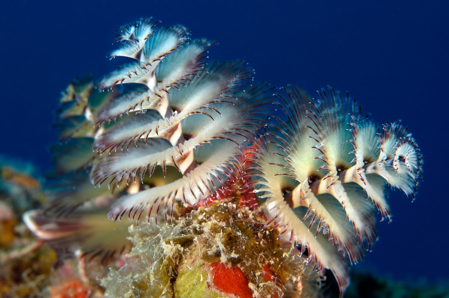 The Christmas Tree Worm: Beautiful Holiday Icon You Can Spot Underwater