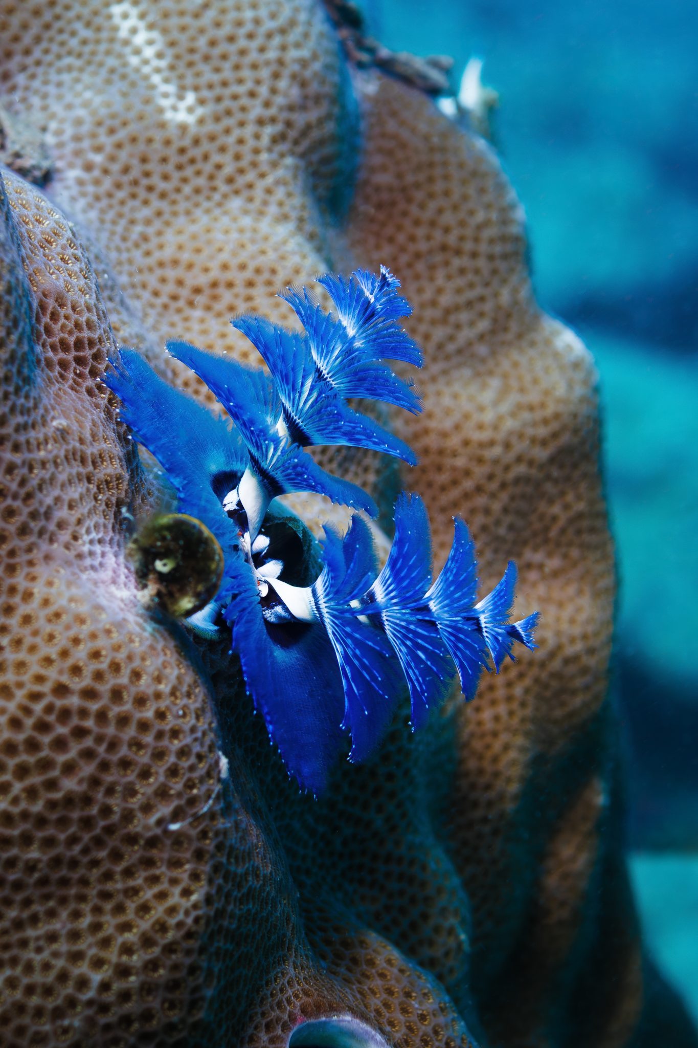 The Christmas Tree Worm: Beautiful Holiday Icon You Can Spot Underwater