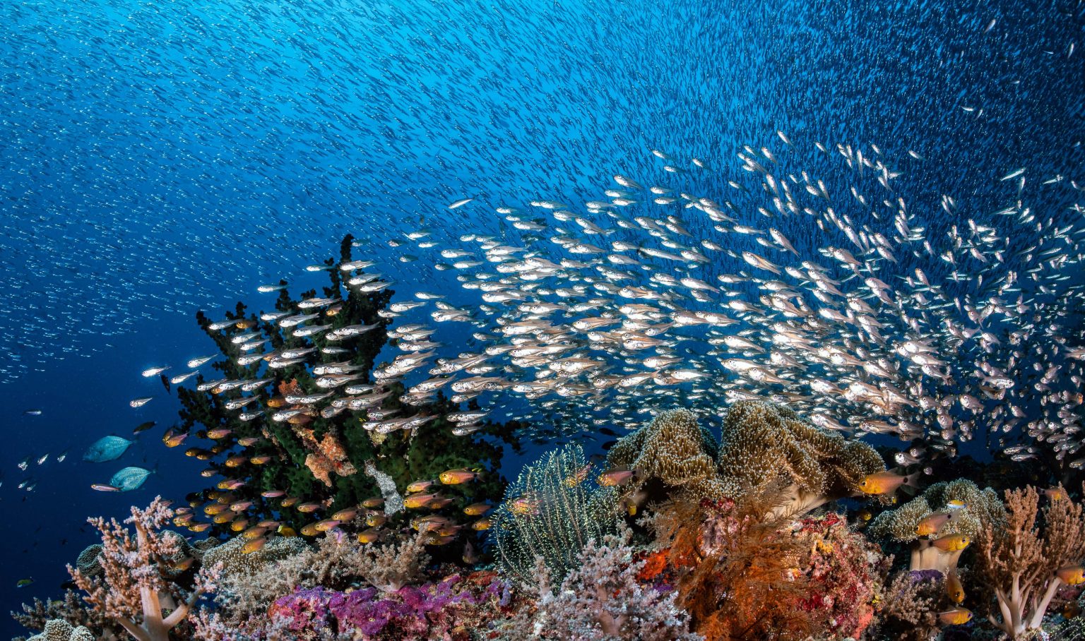 Raja Ampat Coral Reefs: A Living Underwater Kaleidoscope