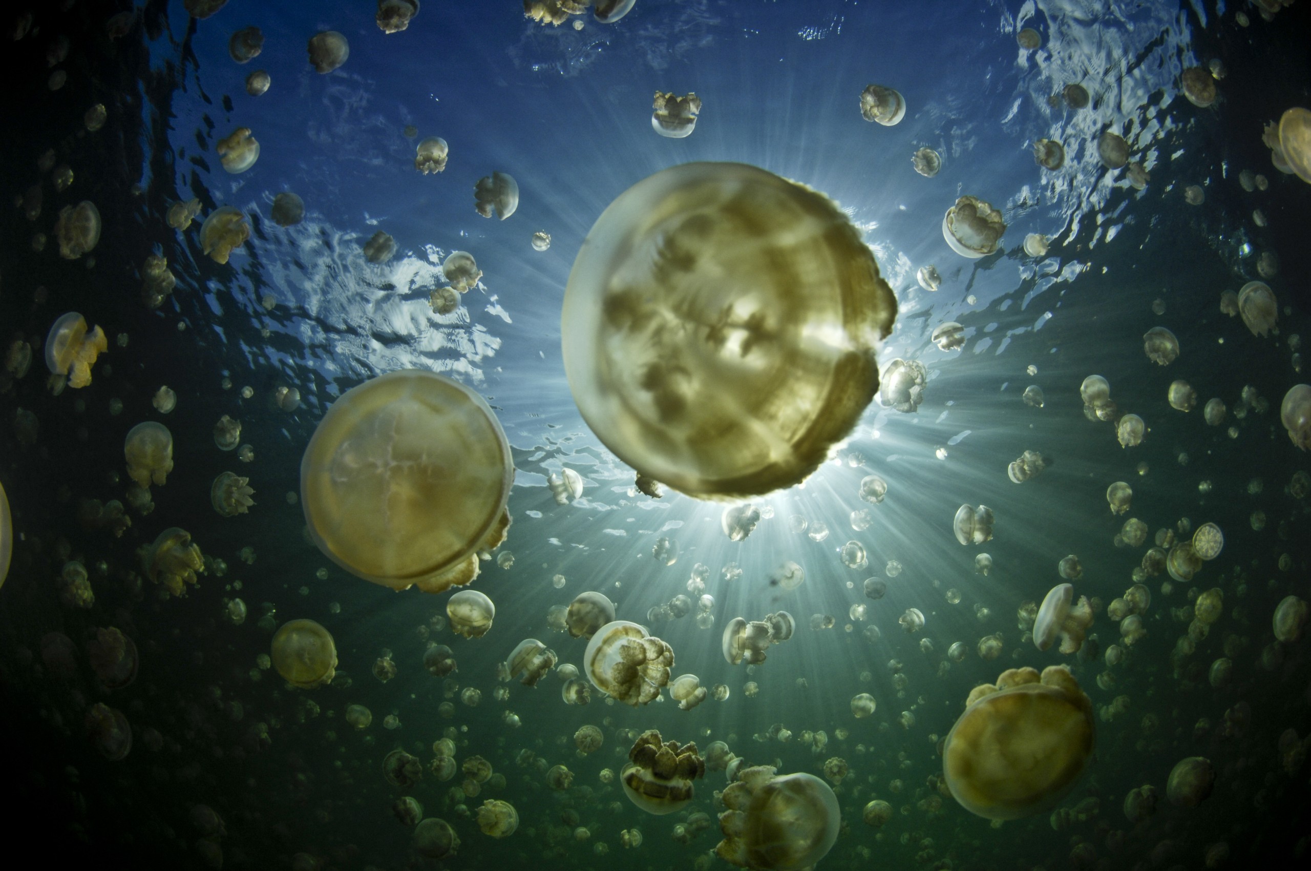 Jellyfish Lake Returns to Palau Aggressor II Trips
